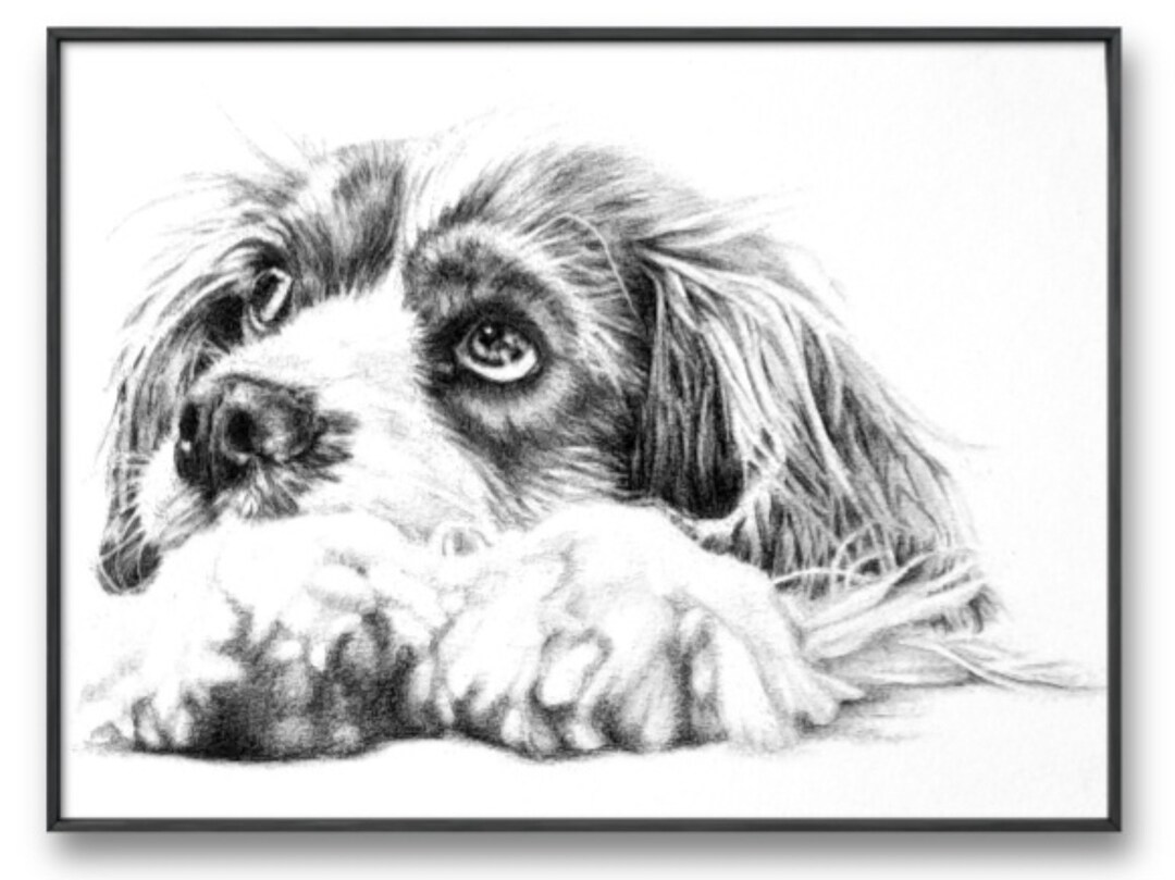 Pet Portrait Pencil Drawing From Photo Hand Drawn Original - Etsy