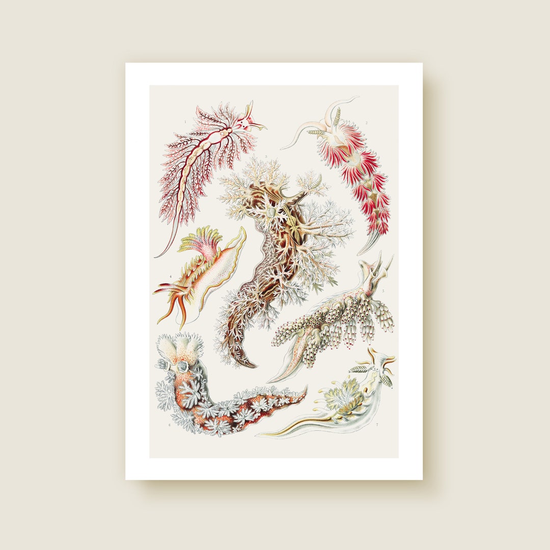 Nudibranch Sea Slugs Natural History Wall Art Vintage Illustration ...