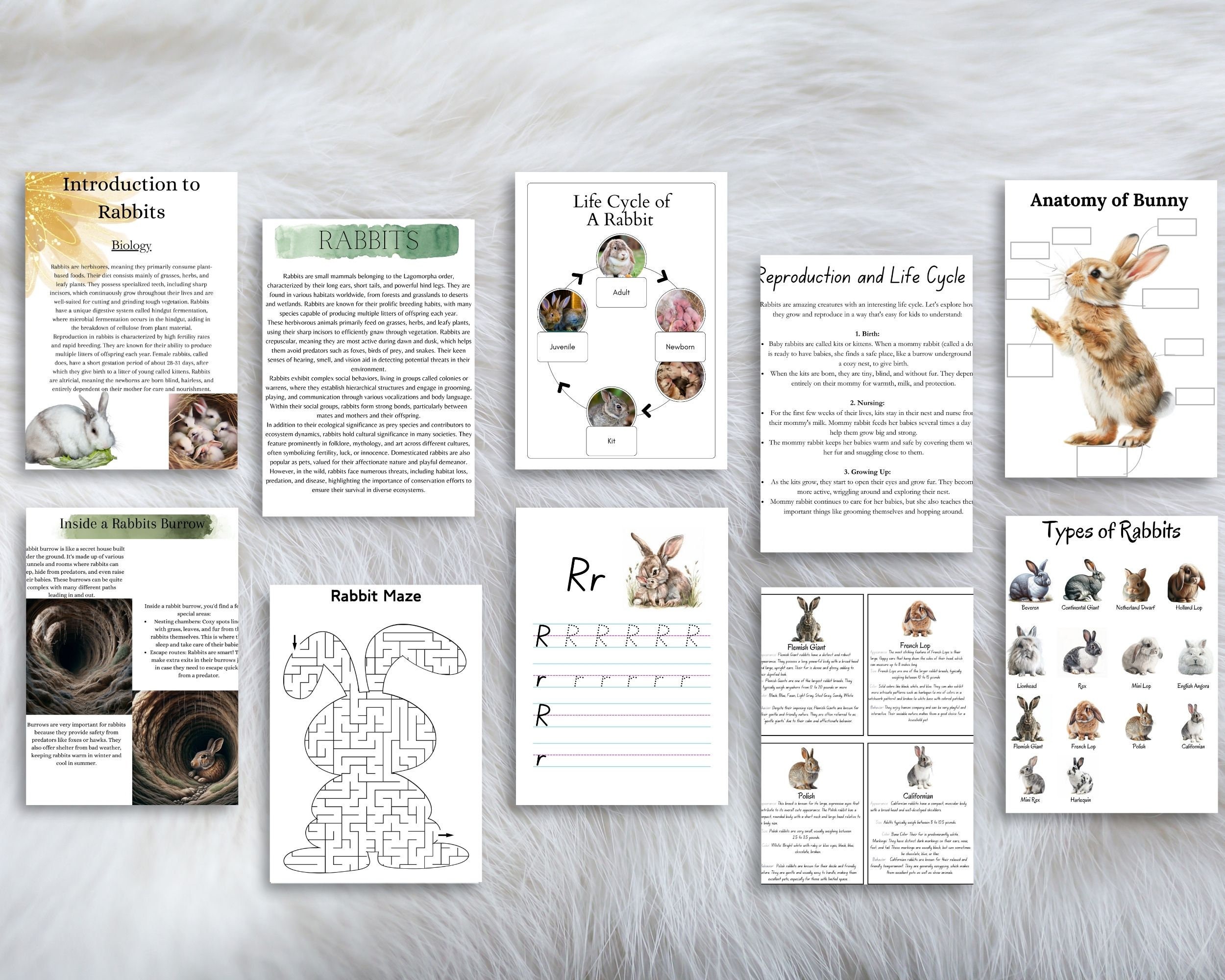 Rabbit Unit Study| Bunny| Homeschool Printable | Printables for Kids ...