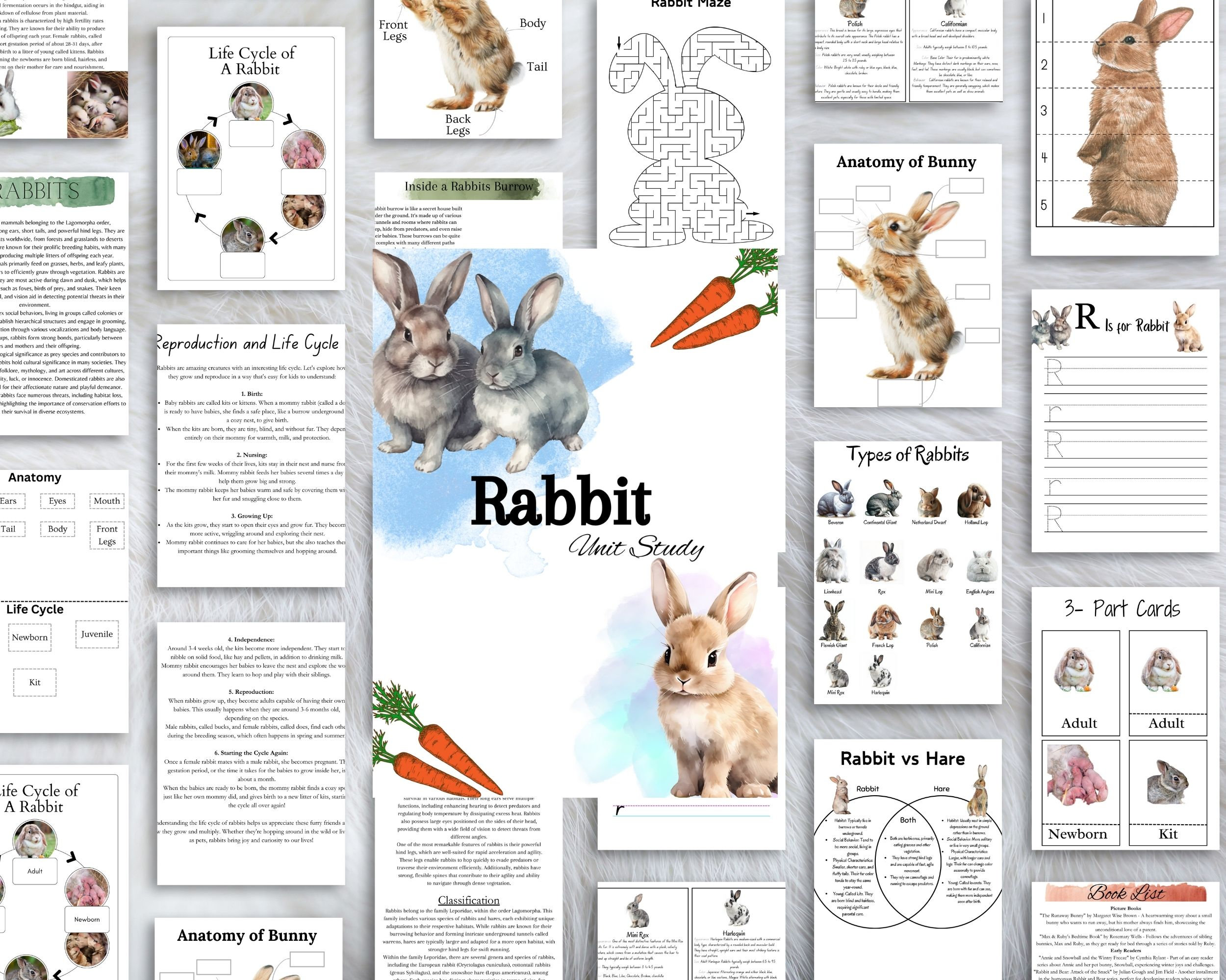 Rabbit Unit Study| Bunny| Homeschool Printable | Printables for Kids ...