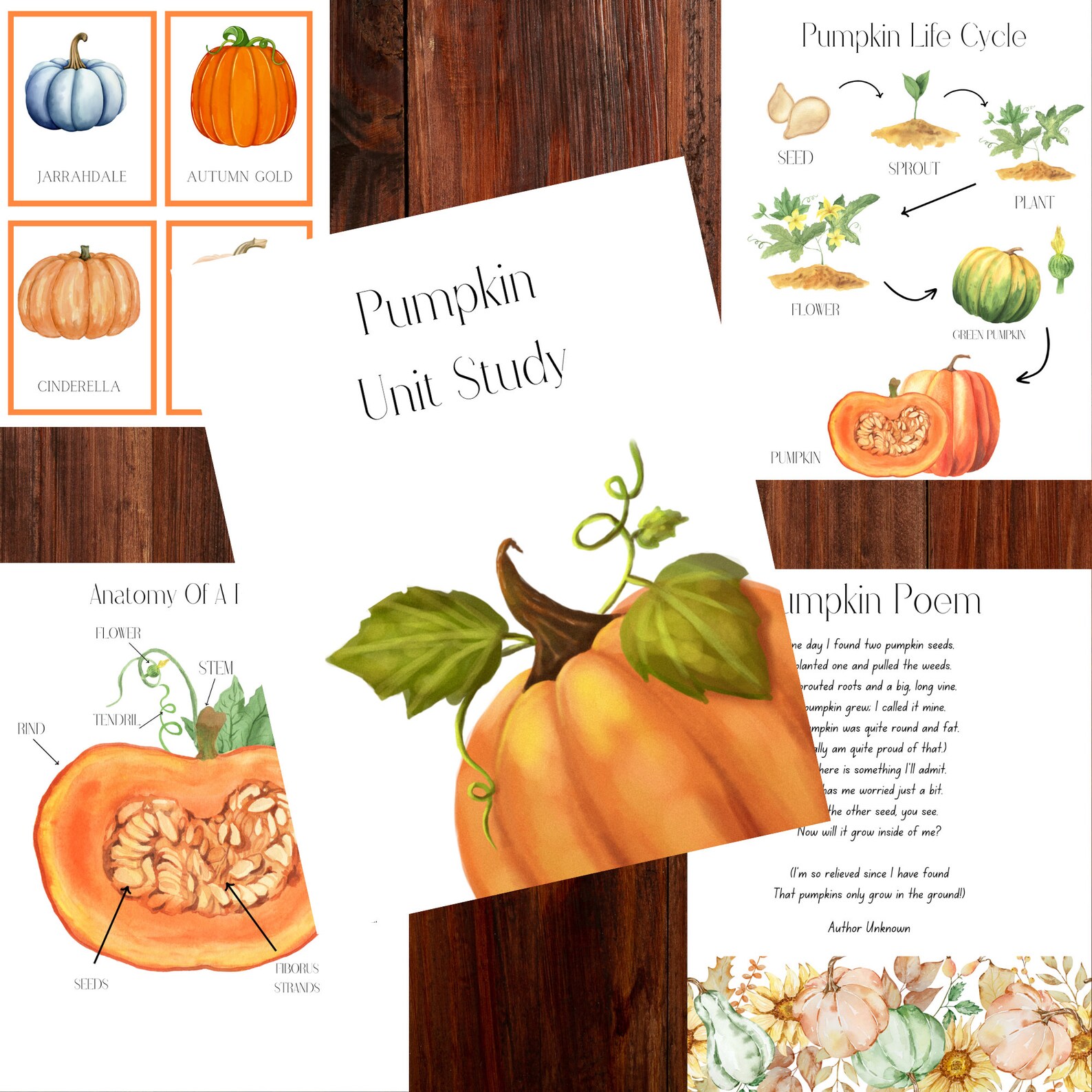 Pumpkin Unit Study INSTANT DOWNLOAD Fall Study - Etsy