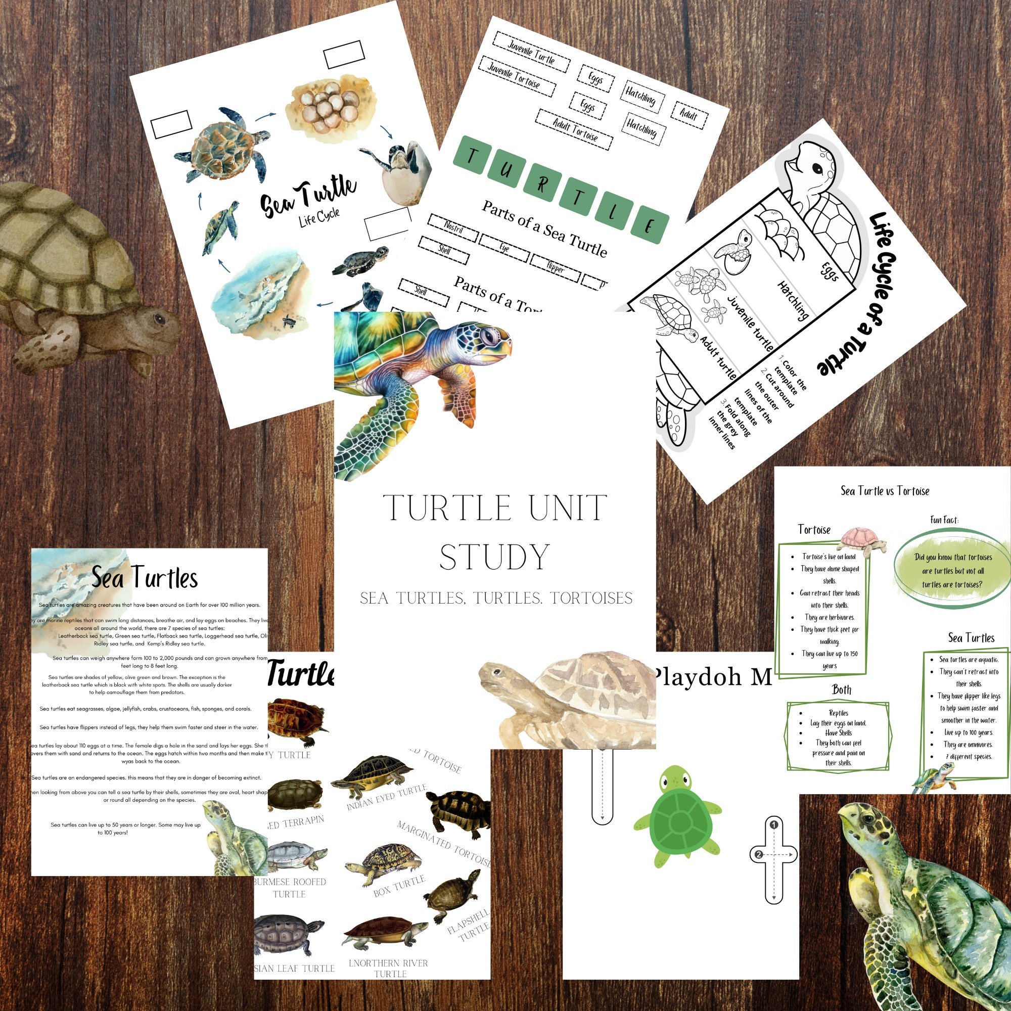 Turtle Unit Study/ INSTANT DOWNLOAD/ Turtles, Sea Turtles, Tortoises - Etsy