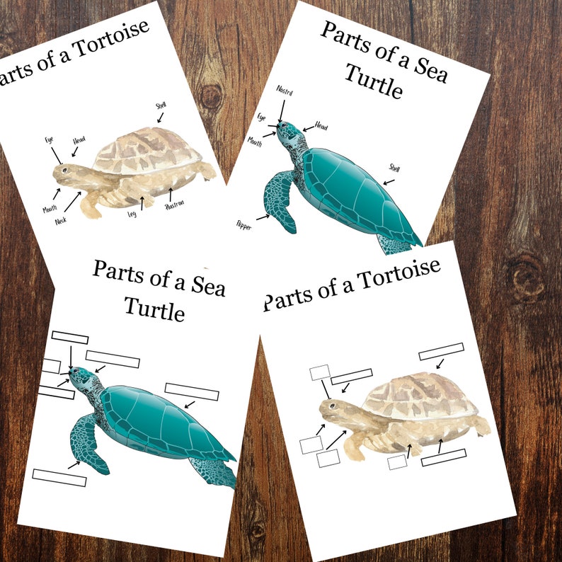 Turtle Unit Study/ INSTANT DOWNLOAD/ Turtles, Sea Turtles, Tortoises - Etsy