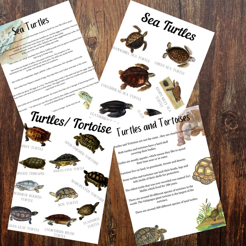 Turtle Unit Study/ INSTANT DOWNLOAD/ Turtles, Sea Turtles, Tortoises - Etsy