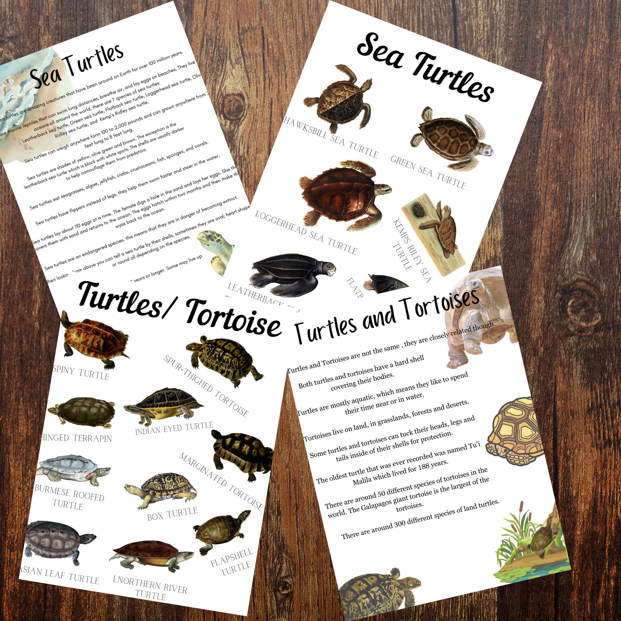 Turtle Unit Study/ INSTANT DOWNLOAD/ Turtles, Sea Turtles, Tortoises - Etsy