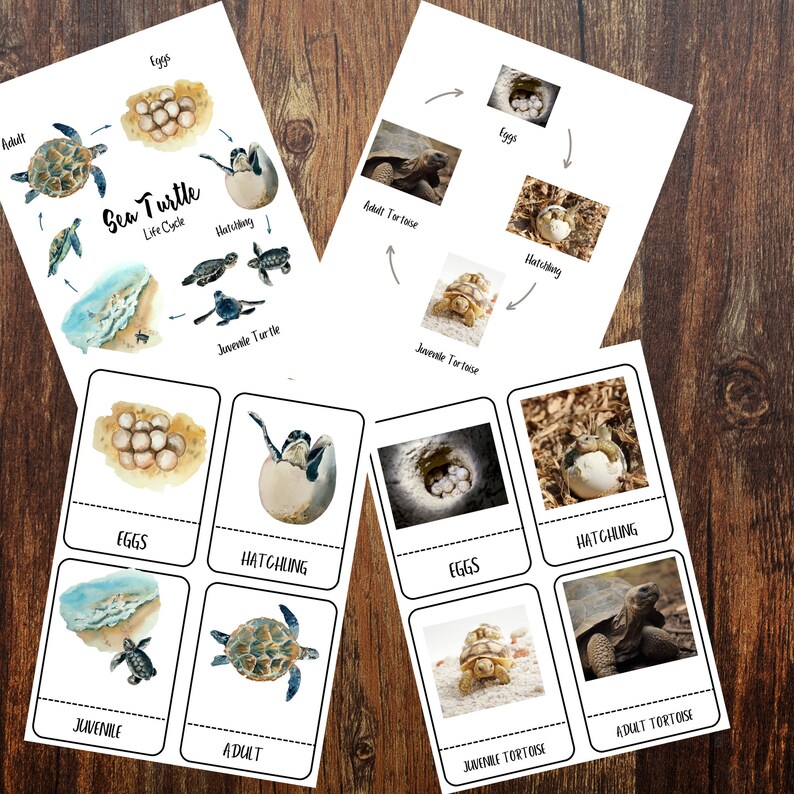 Turtle Unit Study/ INSTANT DOWNLOAD/ Turtles, Sea Turtles, Tortoises - Etsy