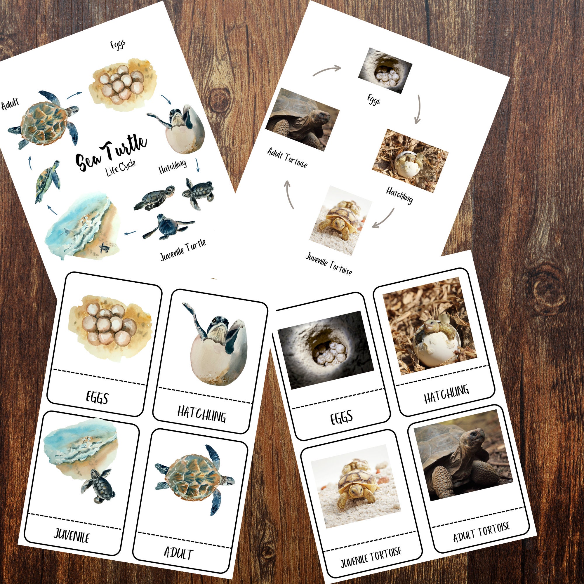 Turtle Unit Study/ INSTANT DOWNLOAD/ Turtles, Sea Turtles, Tortoises - Etsy