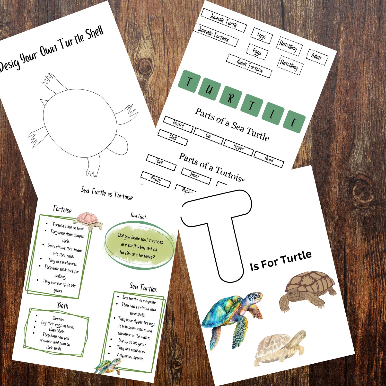 Turtle Unit Study/ INSTANT DOWNLOAD/ Turtles, Sea Turtles, Tortoises - Etsy