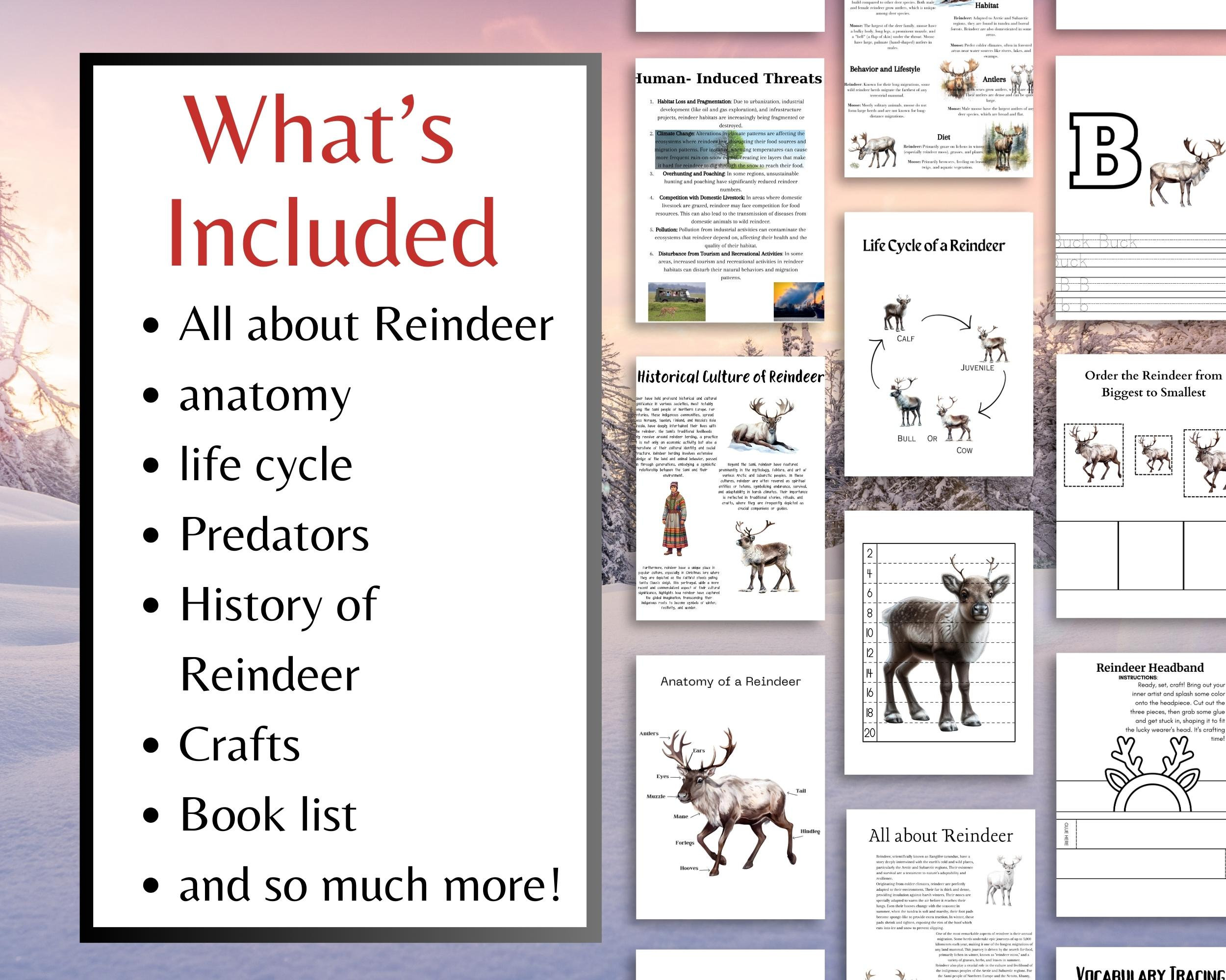 Reindeer Unit Study Homeschool Printable Nature Study Instant Download ...