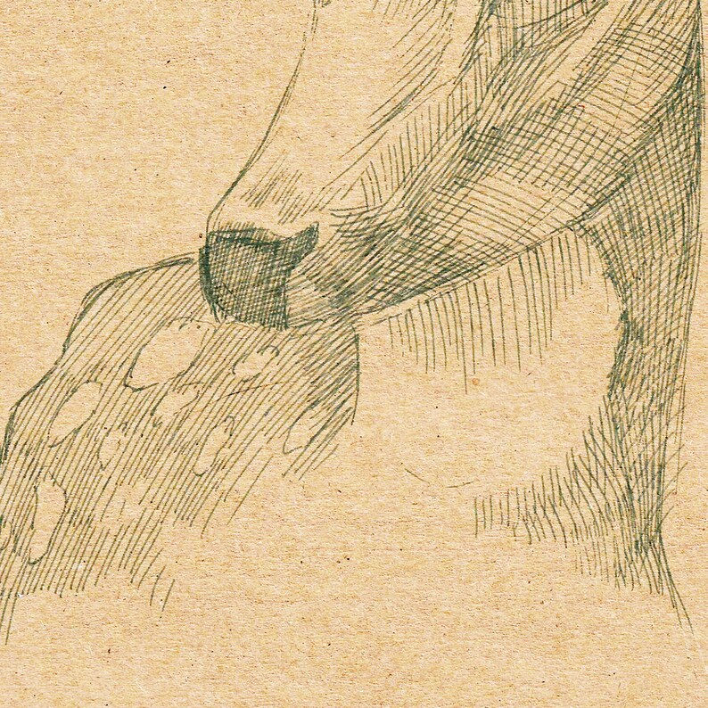 Line Art Roe Deer, Digital Download, Vintage Art, Kraft Paper, Printed ...