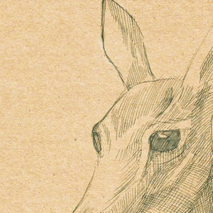 Line Art Roe Deer, Digital Download, Vintage Art, Kraft Paper, Printed ...