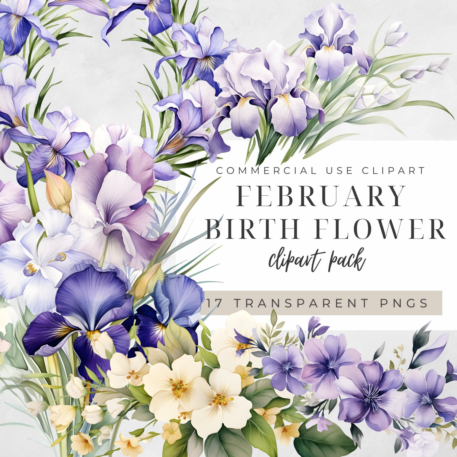 February Birth Flower Clipart, Watercolor Botanical Violet, Primrose ...