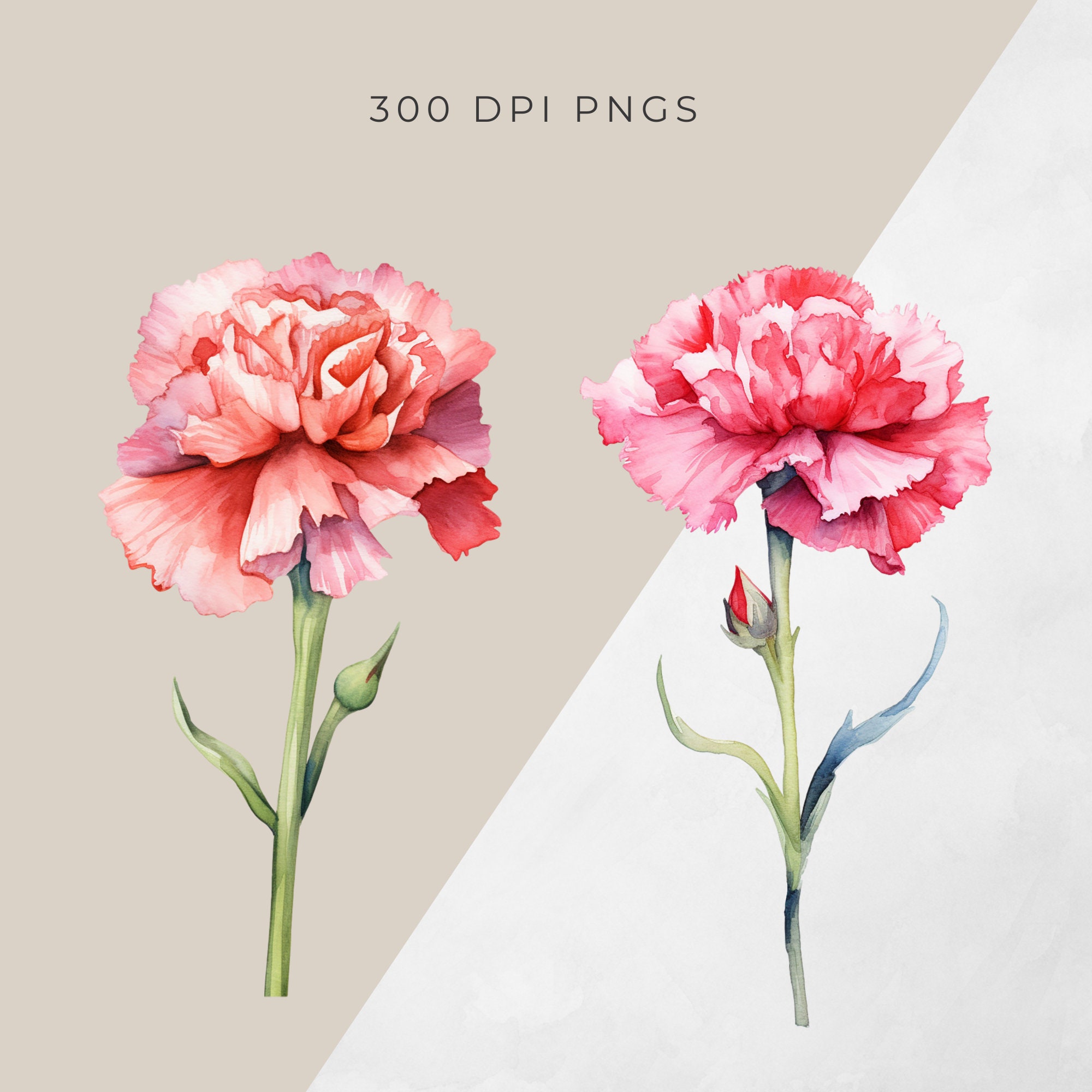 January Birth Flower Clipart, Watercolor Carnation Bouquet, Snowdrop ...