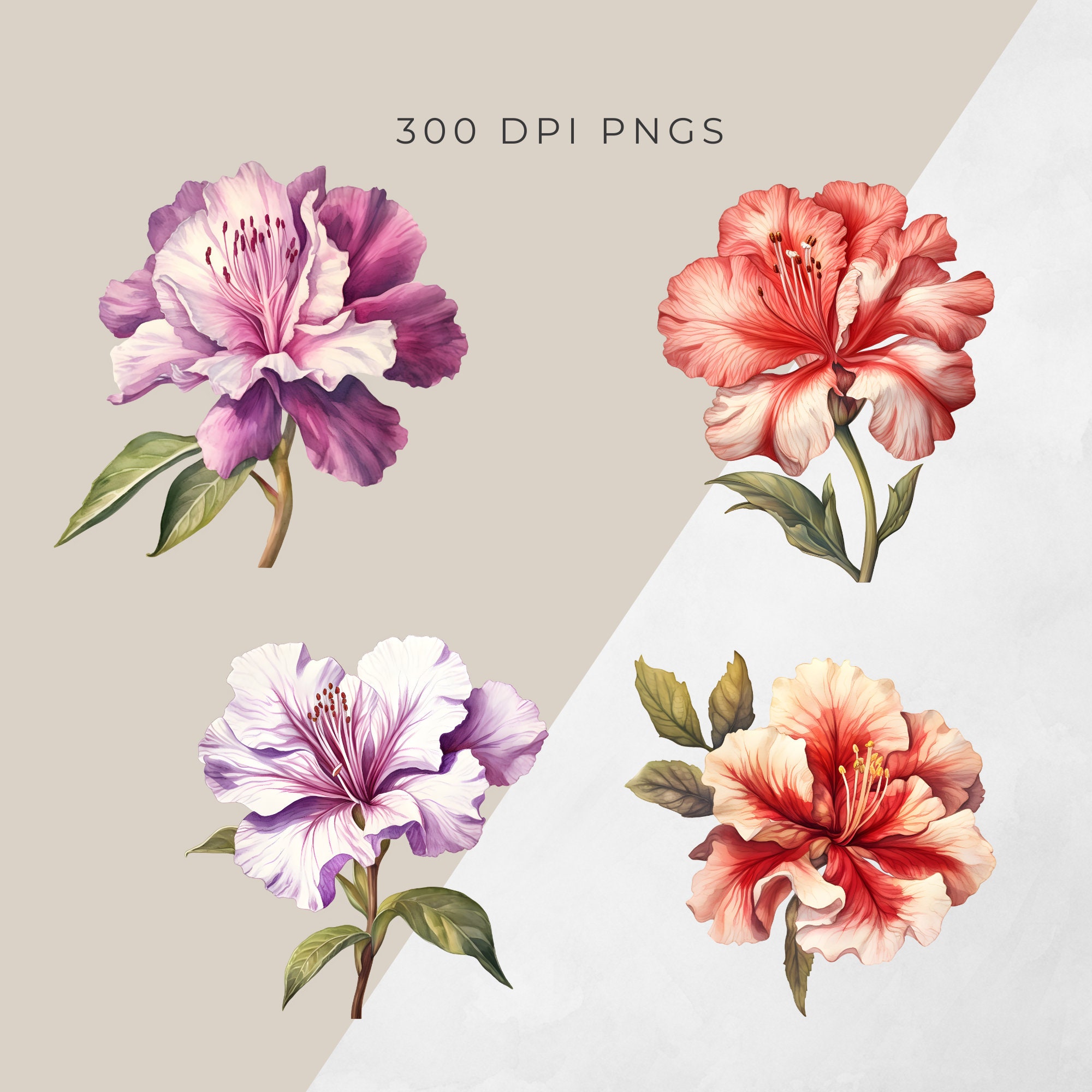 Azalea Flower Clipart, Watercolor Blossoms, Pink Purple Red Spring Wild ...