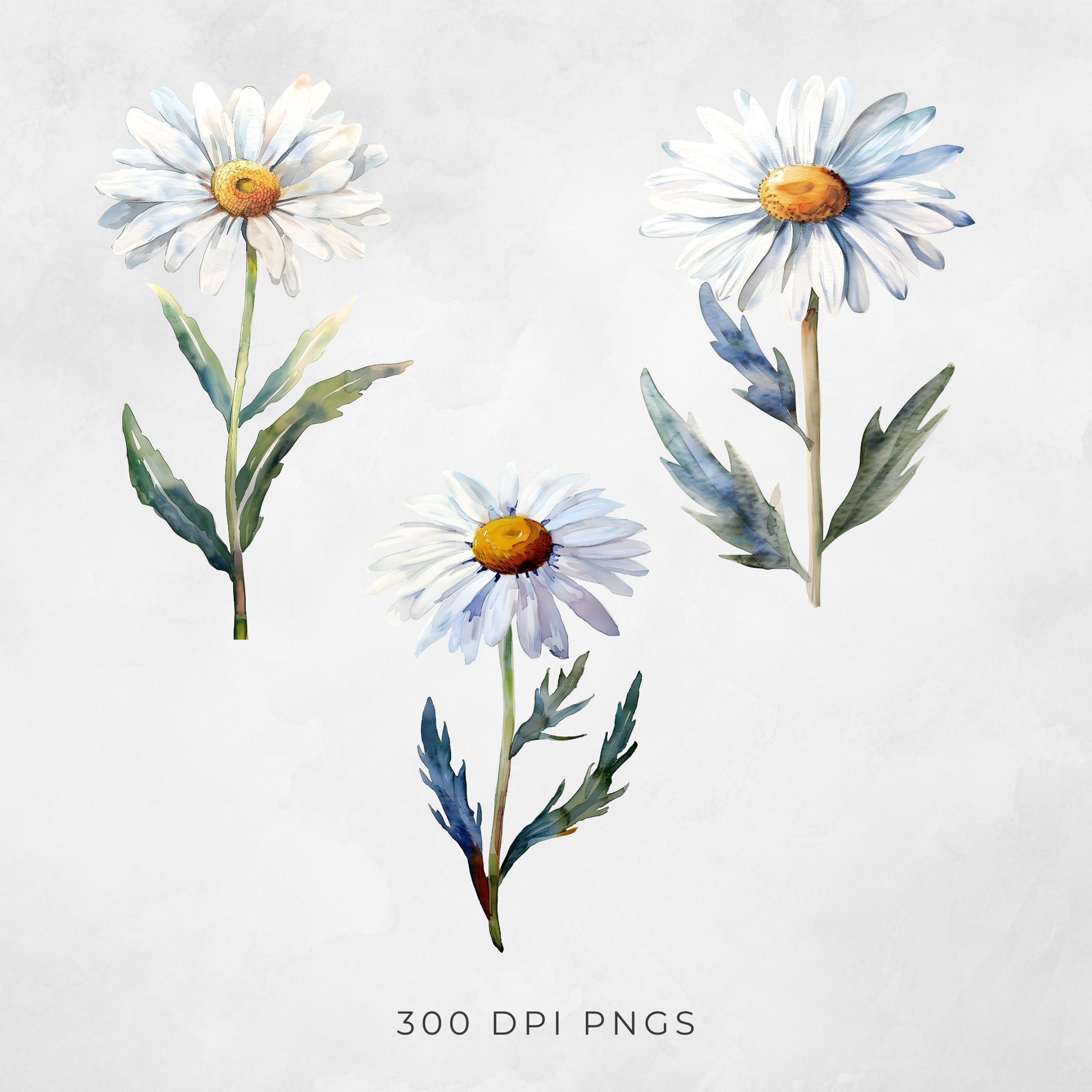April Birth Flower Clipart, Watercolor Daisy Sweet Pea Floral Bouquet ...