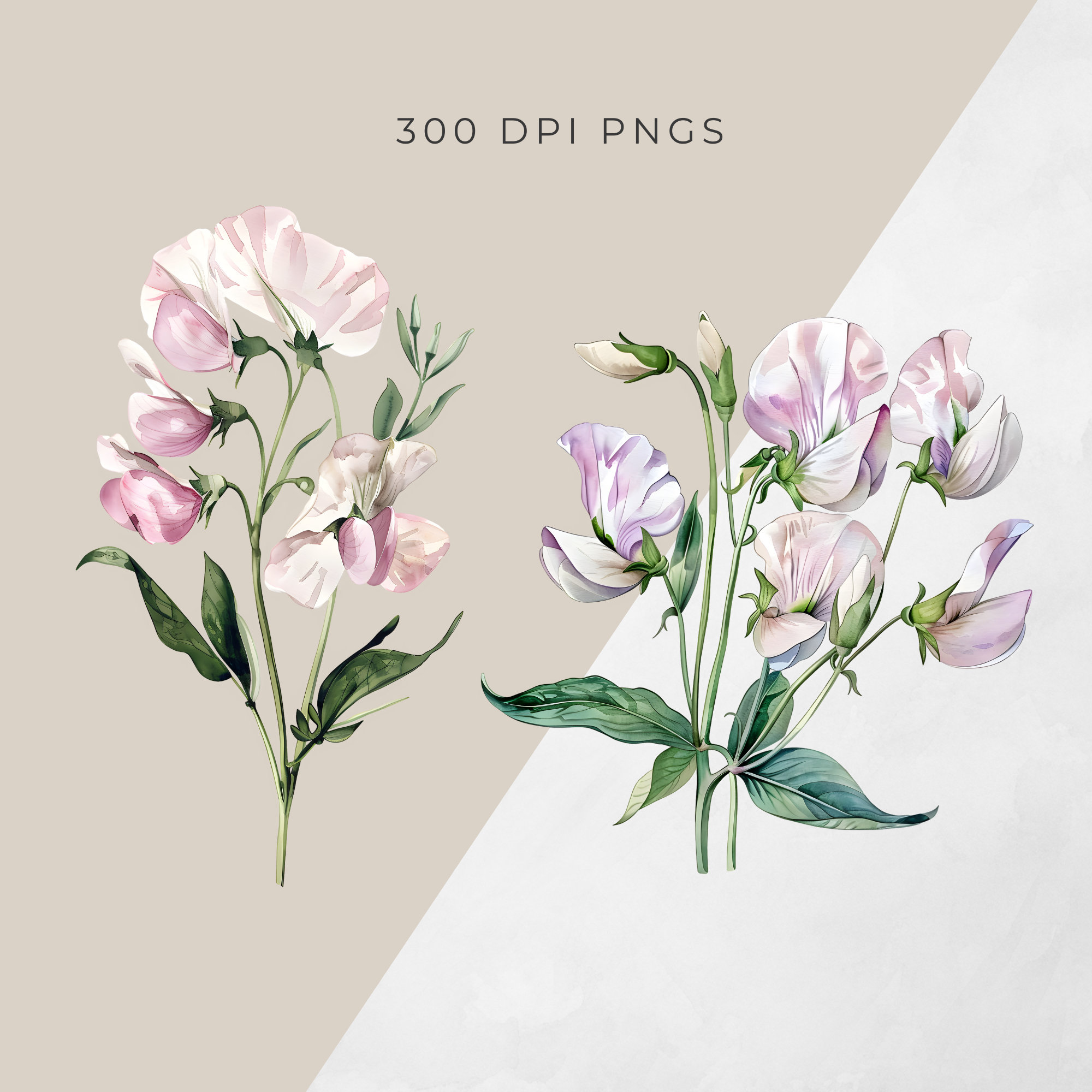 April Birth Flower Clipart, Watercolor Daisy Sweet Pea Floral Bouquet ...