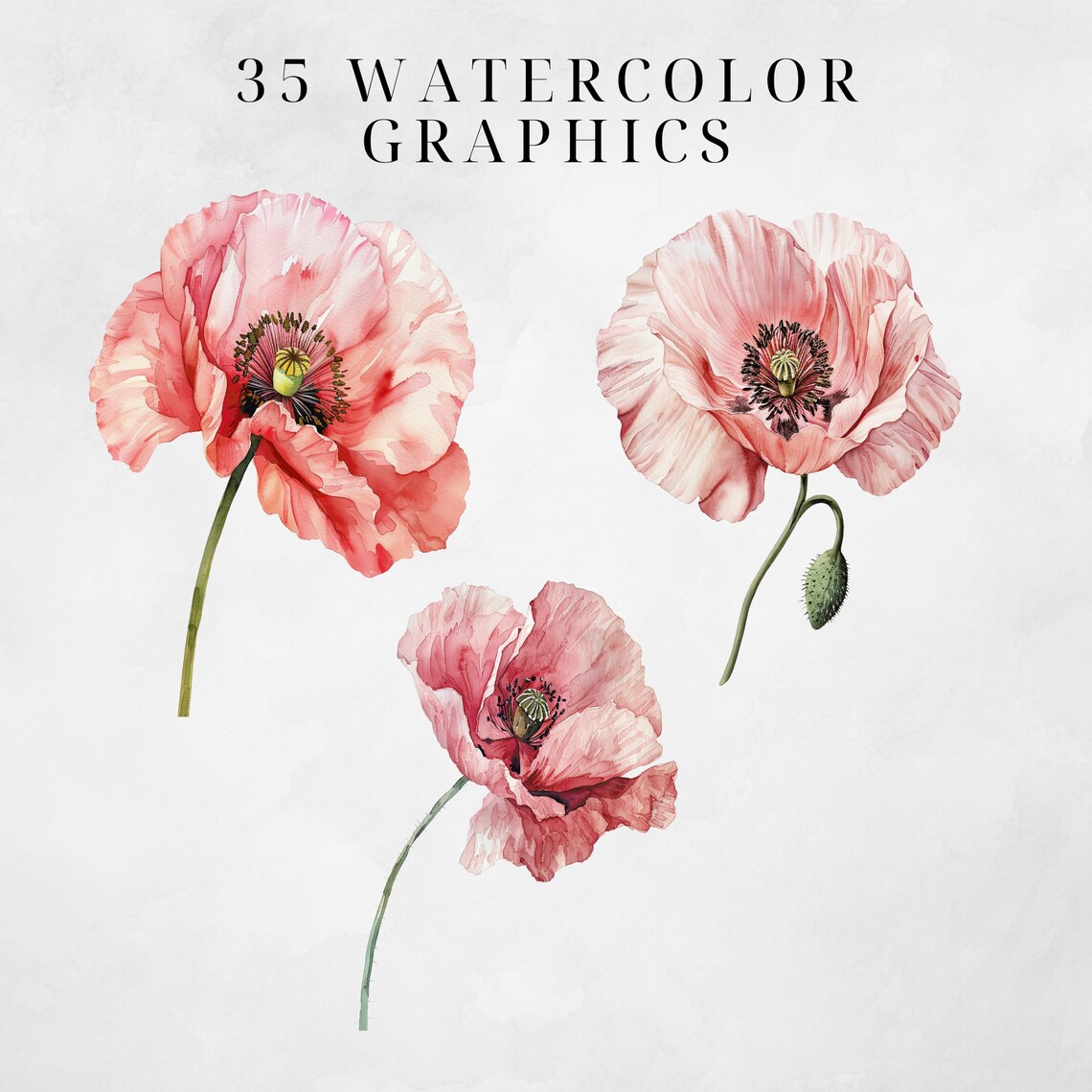 August Birth Flower Clipart, Gladiolus Poppy Floral Graphics, Summer ...