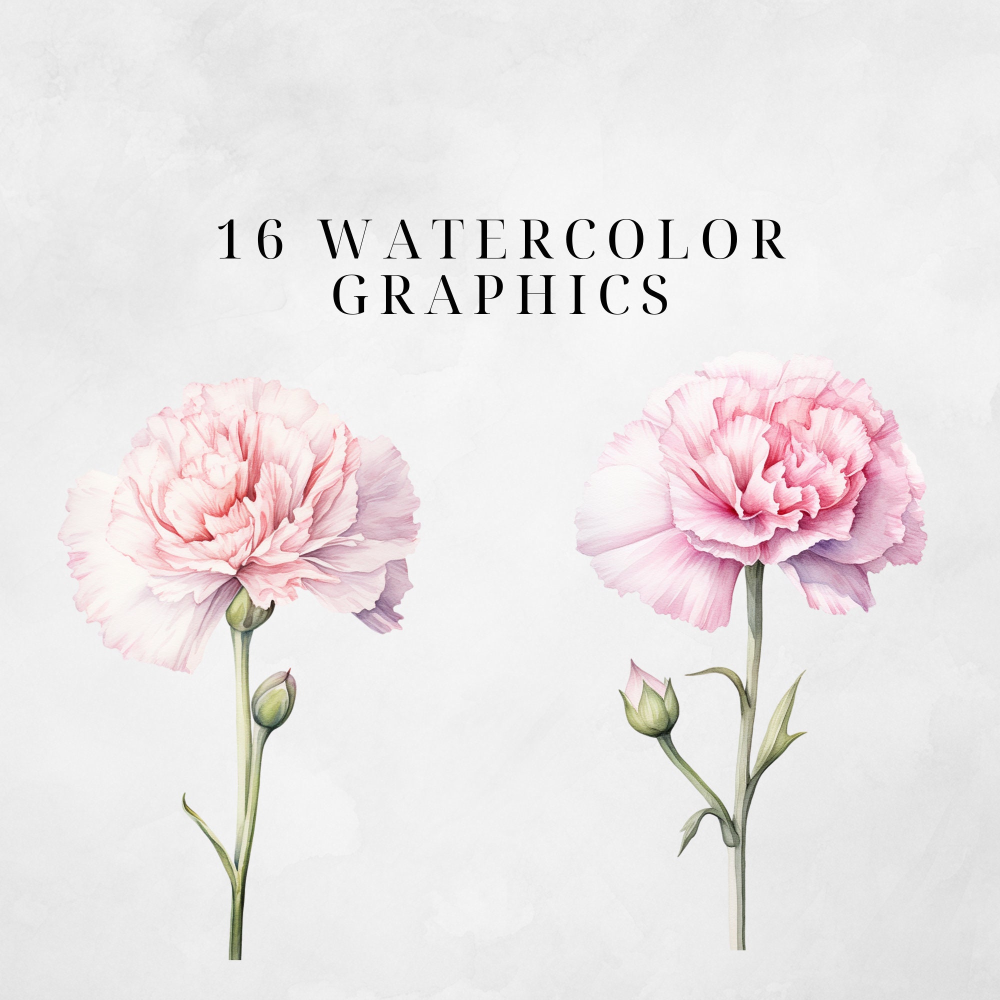 January Birth Flower Clipart, Watercolor Carnation Bouquet, Snowdrop ...
