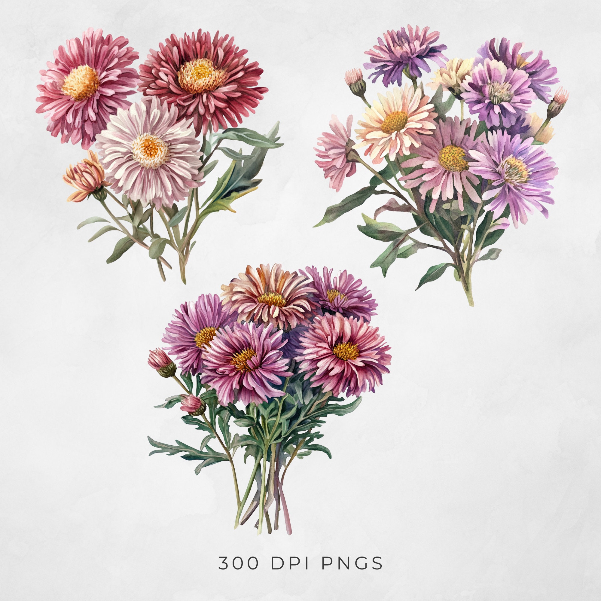 September Birth Flower Clipart, Aster Morning Glory Floral Graphics ...