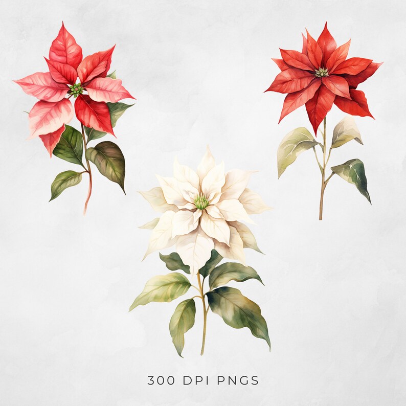 December Birth Flower Watercolor Clipart, Holiday Poinsettia Birthday ...