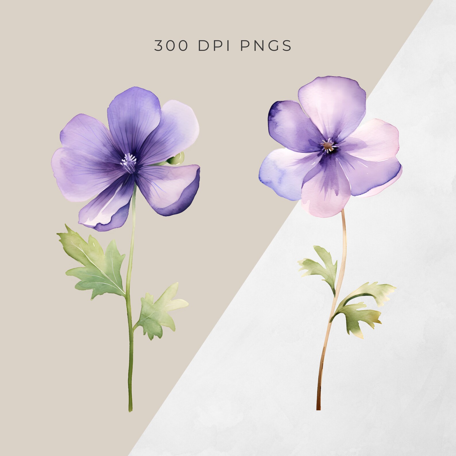 February Birth Flower Clipart, Watercolor Botanical Violet, Primrose ...