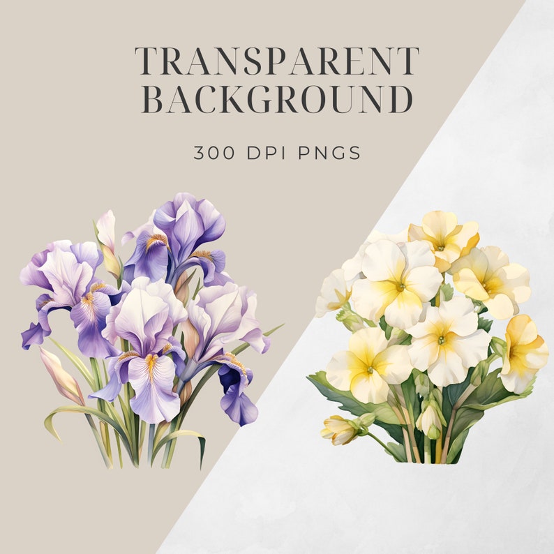 February Birth Flower Clipart, Watercolor Botanical Violet, Primrose ...