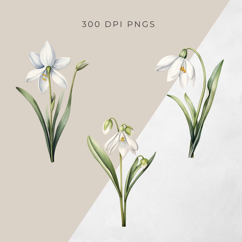 January Birth Flower Clipart, Watercolor Carnation Bouquet, Snowdrop ...