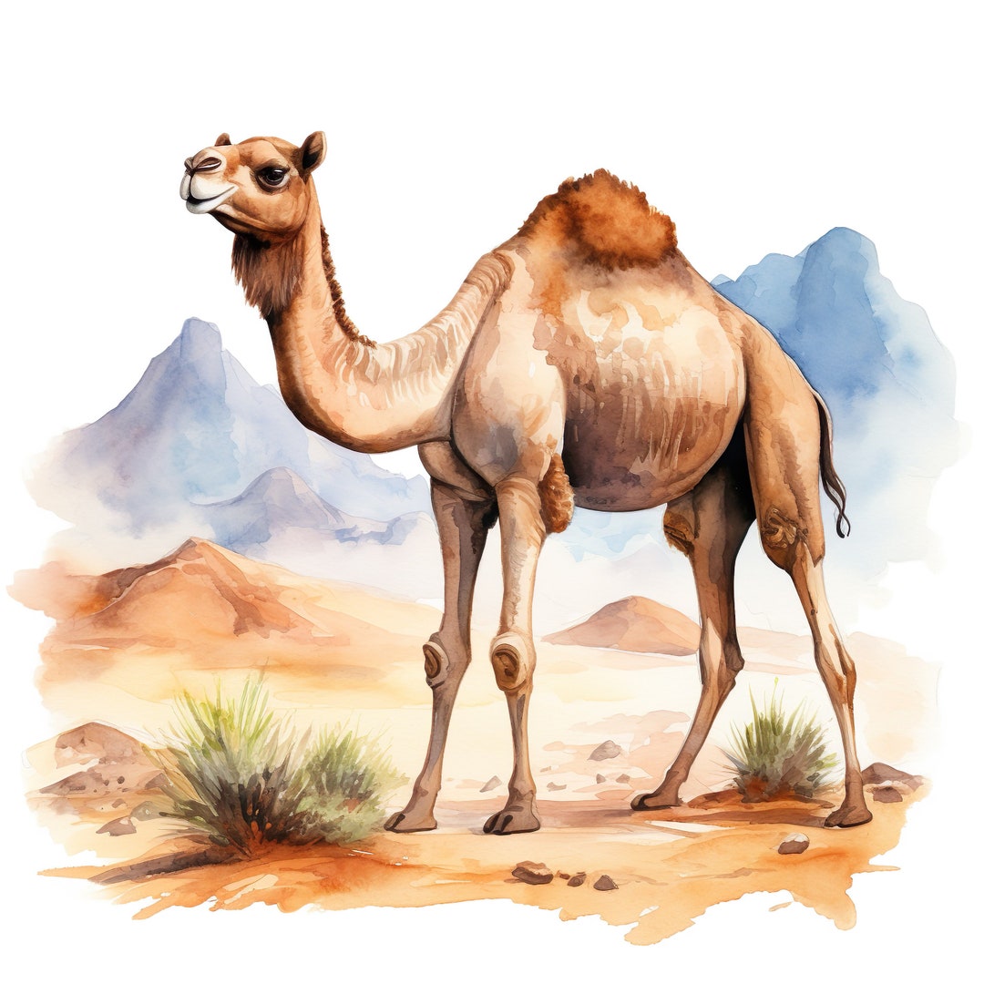 Camel Sticker Watercolor Sticker With Desert Motif Wall Sticker Car ...
