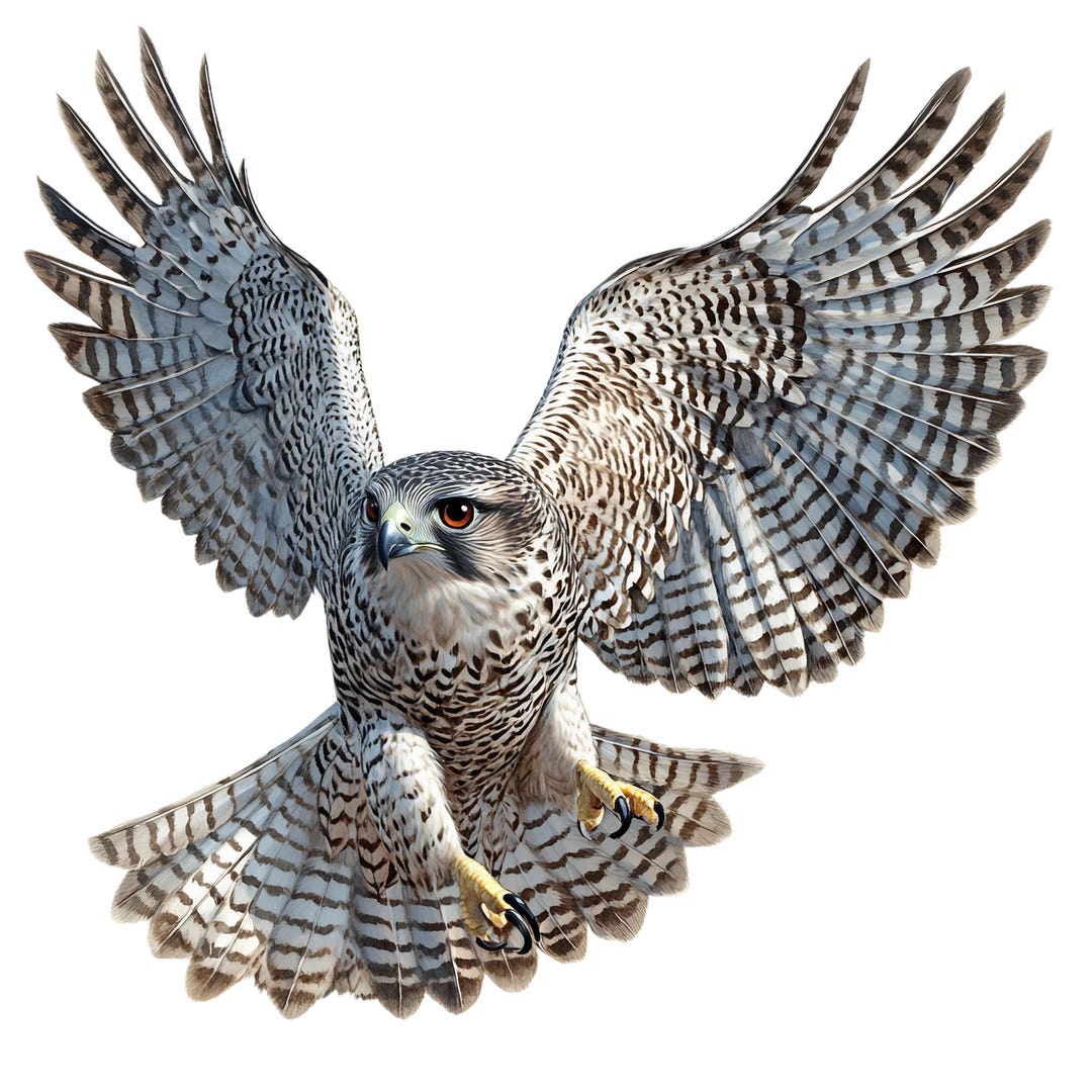4X Gyrfalcon Stickers White Falcon Car Stickers Bird of Prey Nature ...