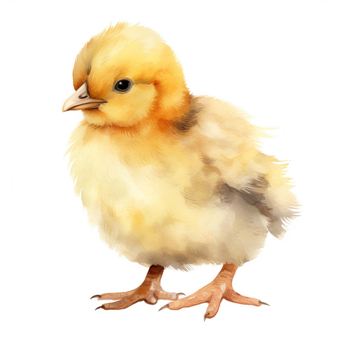 Car Decal Sticker Watercolor Baby Chicks Decal Weatherproof Outdoor ...