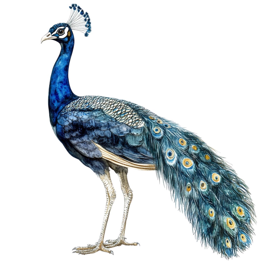 4x Peacock Sticker Set, 4 Pieces, Watercolor Car Stickers, Peacock ...