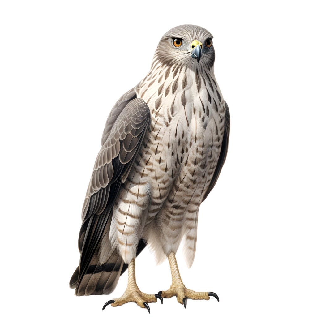 5X Hawk Sticker Set (5 Pieces): Bird of Prey Car Stickers, Forest ...