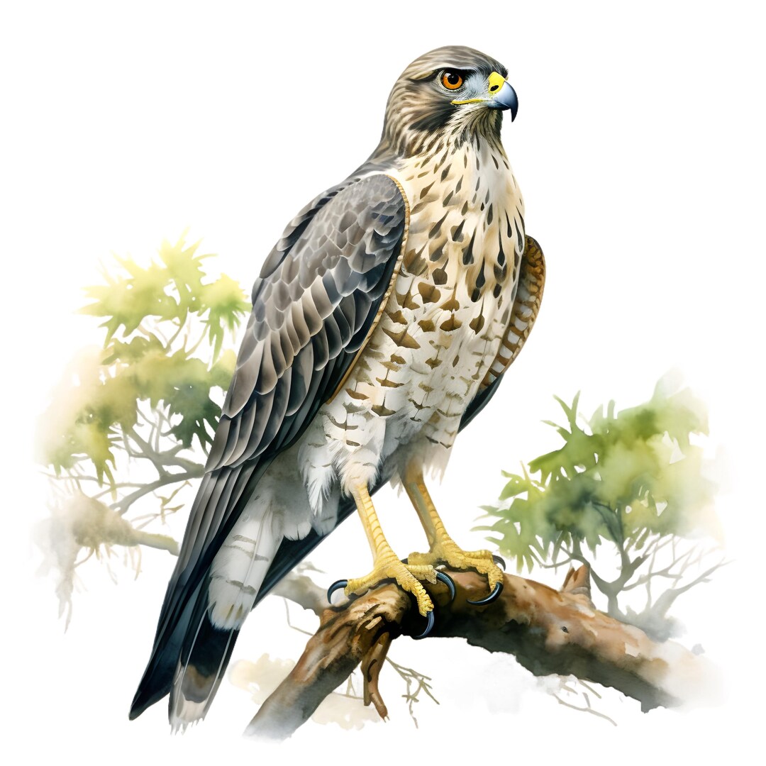 5X Hawk Sticker Set (5 Pieces): Bird of Prey Car Stickers, Forest ...