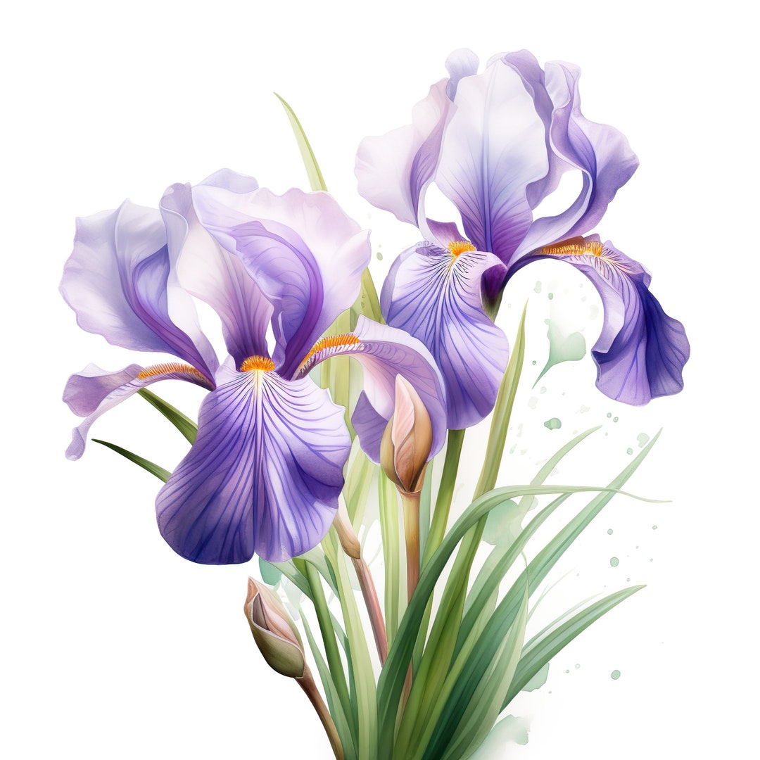 Car Sticker Iris Watercolor Flowers Decal Weatherproof Outdoor Vinyl - Etsy
