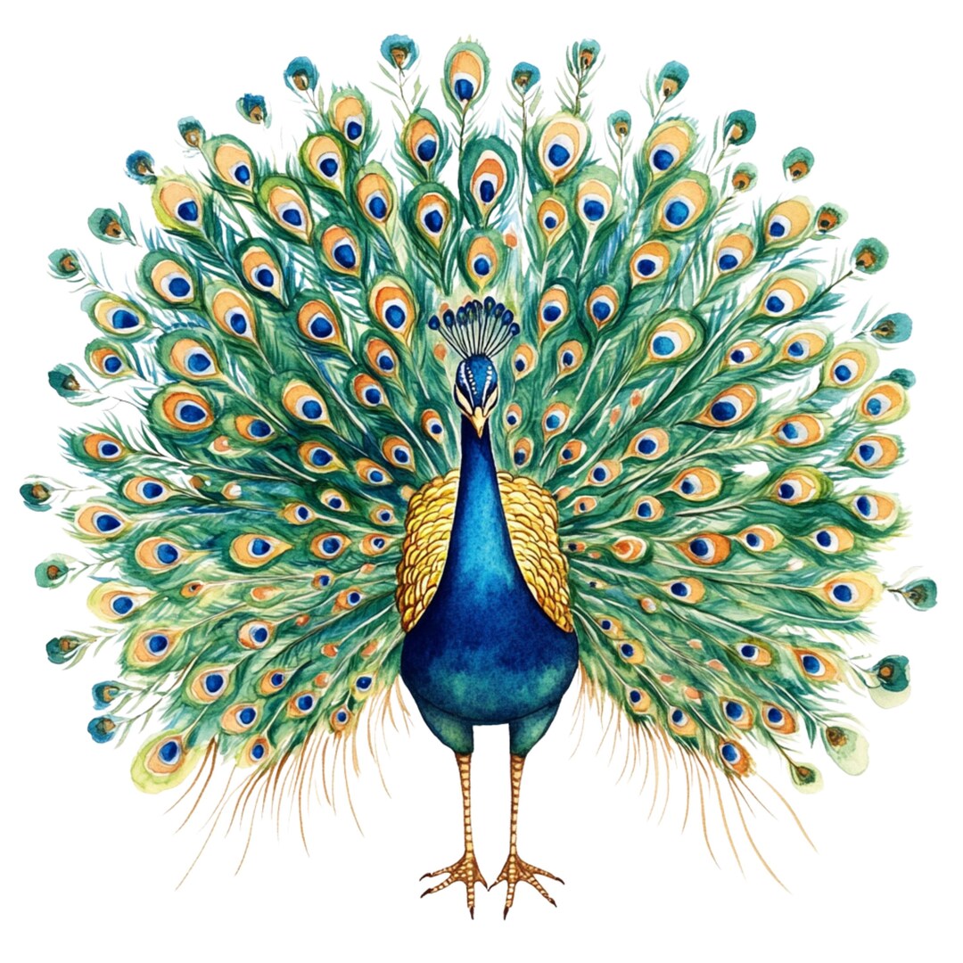 4x Peacock Sticker Set, 4 Pieces, Watercolor Car Stickers, Peacock ...
