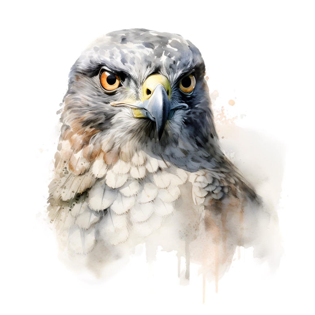 5X Hawk Sticker Set (5 Pieces): Bird of Prey Car Stickers, Forest ...