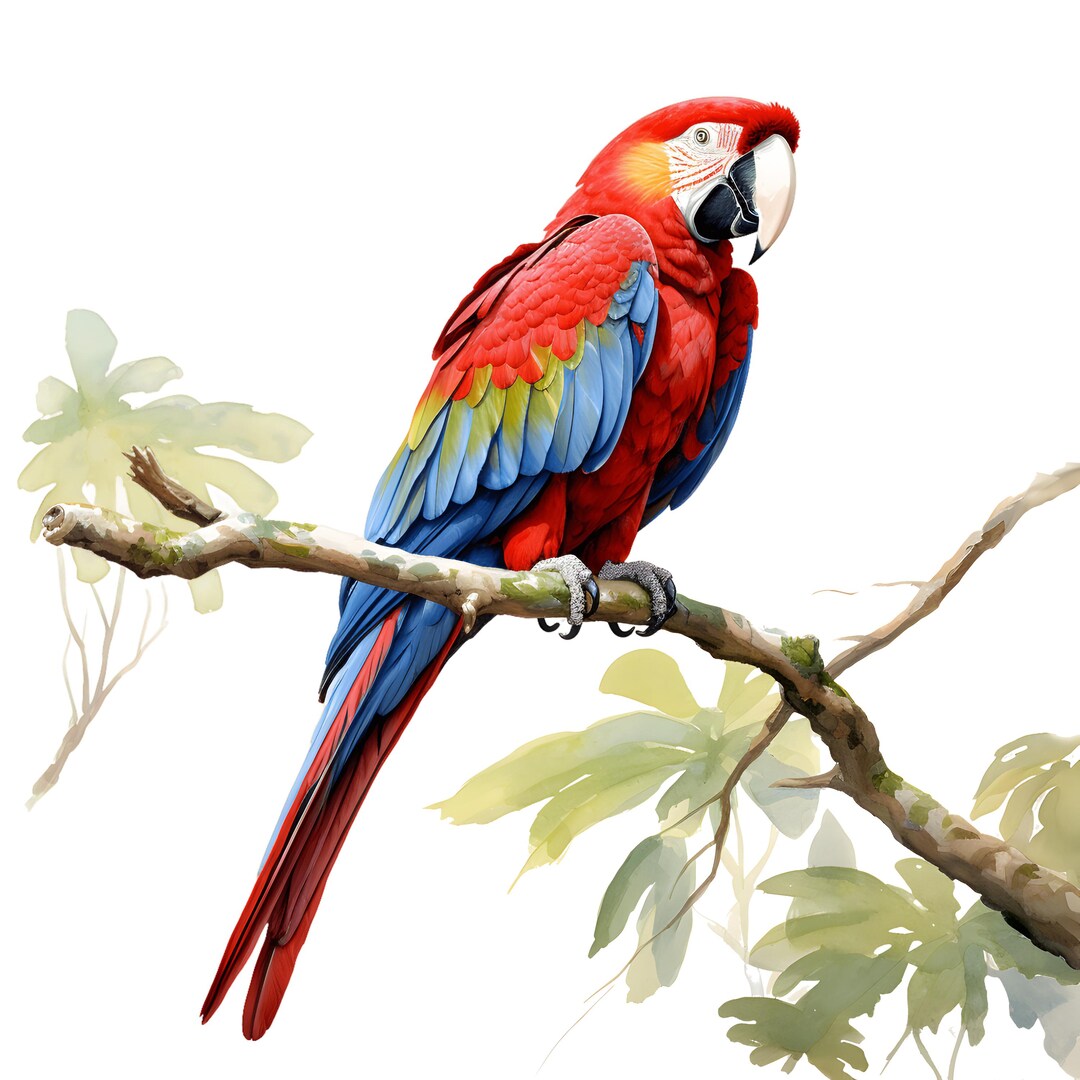 5X Macaw Stickers Colorful Parrot Car Stickers Tropical Bird Vinyl ...