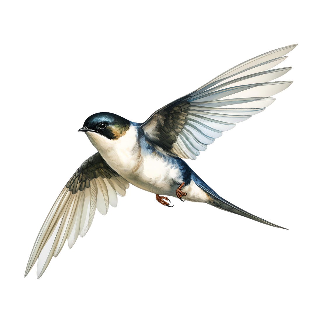 5x Realistic Swallow Stickers Car Stickers Bird Flight Nature ...