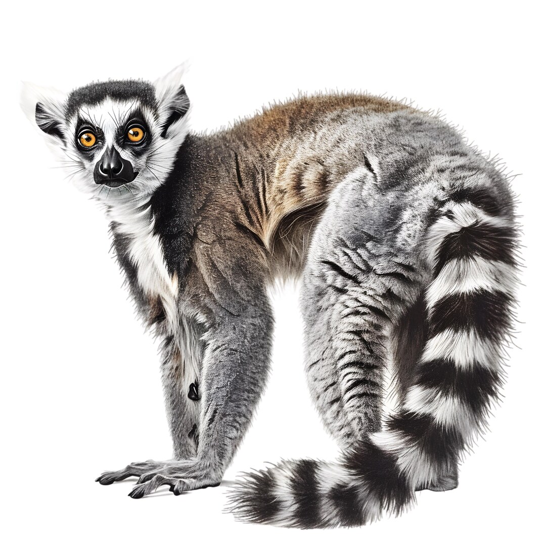 4X Lemur Car Stickers, Funny Madagascar Animal Vinyl, Waterproof ...