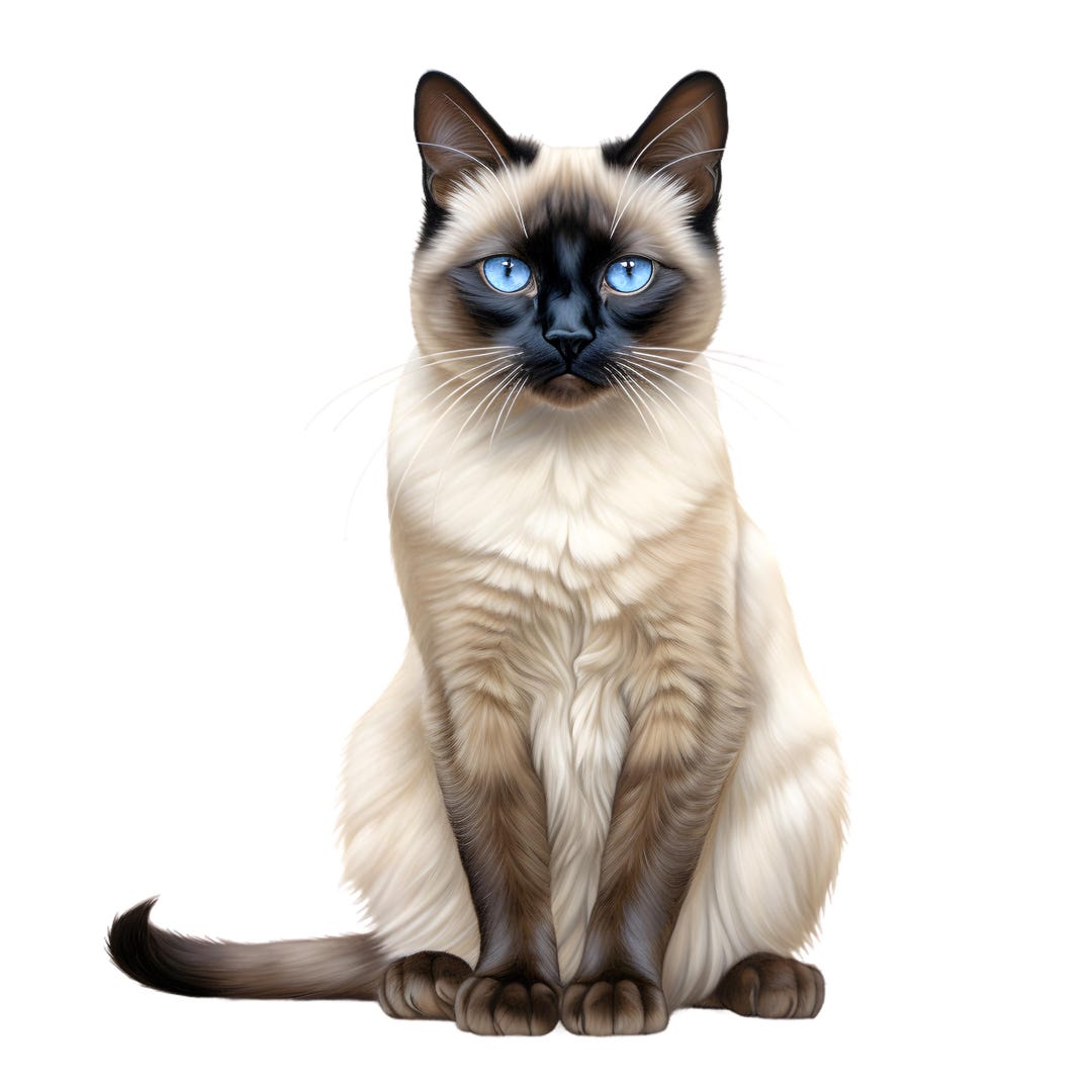 5x Siamese Cat Sticker Set (5 Pieces): Elegant Cat Car Stickers, Blue ...