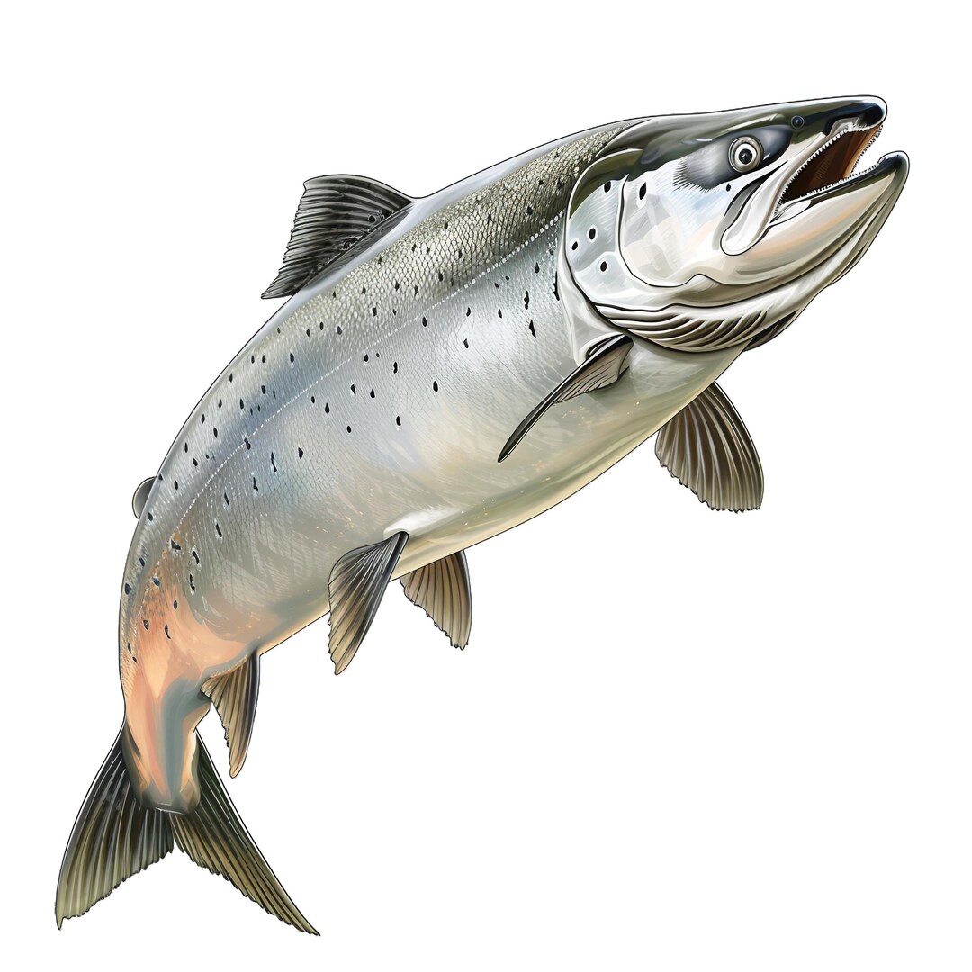 5x Salmon Stickers Majestic Fish Car Stickers Angler Gift Nature ...