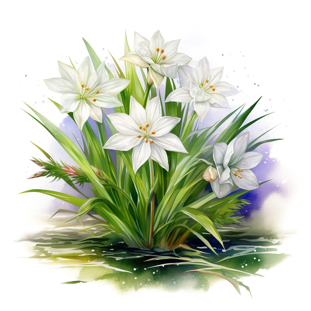 Car Sticker Star of Bethlehem Watercolor Flowers Sticker Weatherproof ...