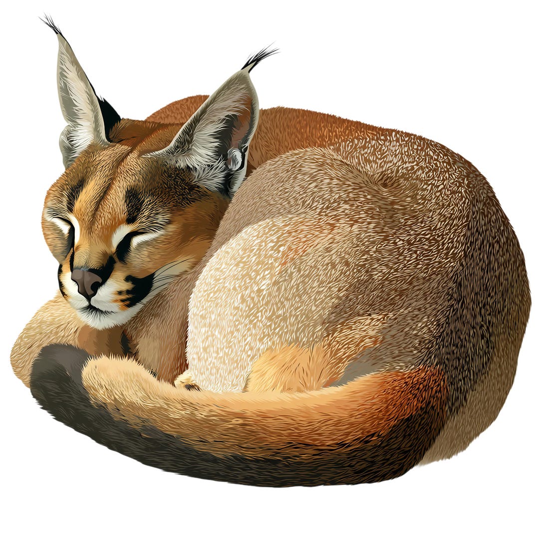 4X Caracal Sticker Set, 4 Pieces, Elegant Desert Lynx Car Stickers ...