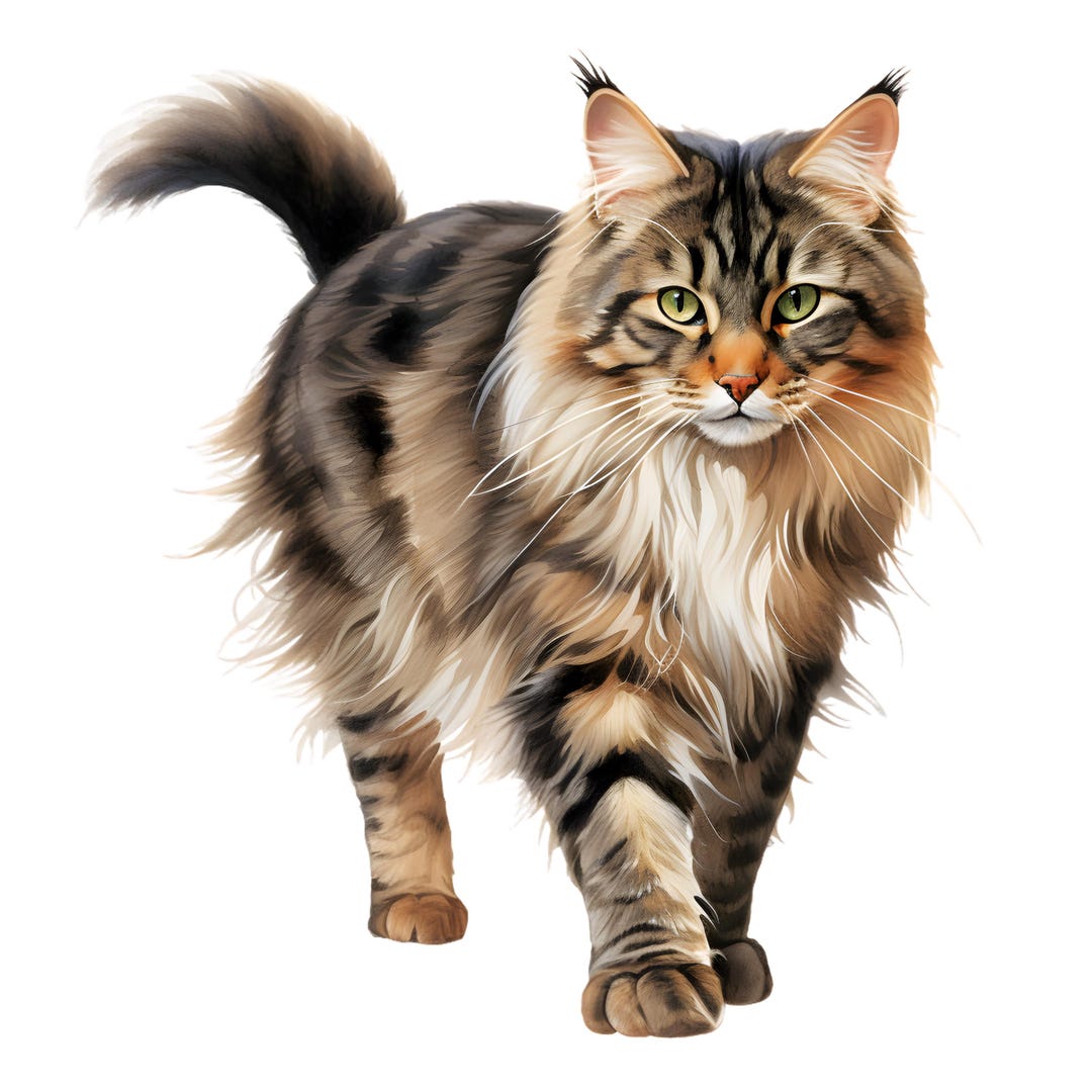 Norwegian Forest Cat Sticker Set 9 X 9 Cm: Royal Car Stickers Cat Crown ...