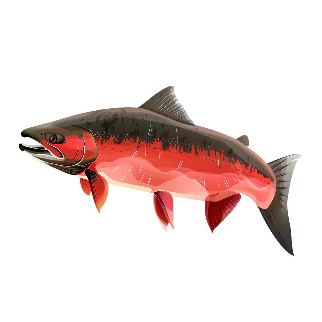 5x Salmon Stickers Majestic Fish Car Stickers Angler Gift Nature ...