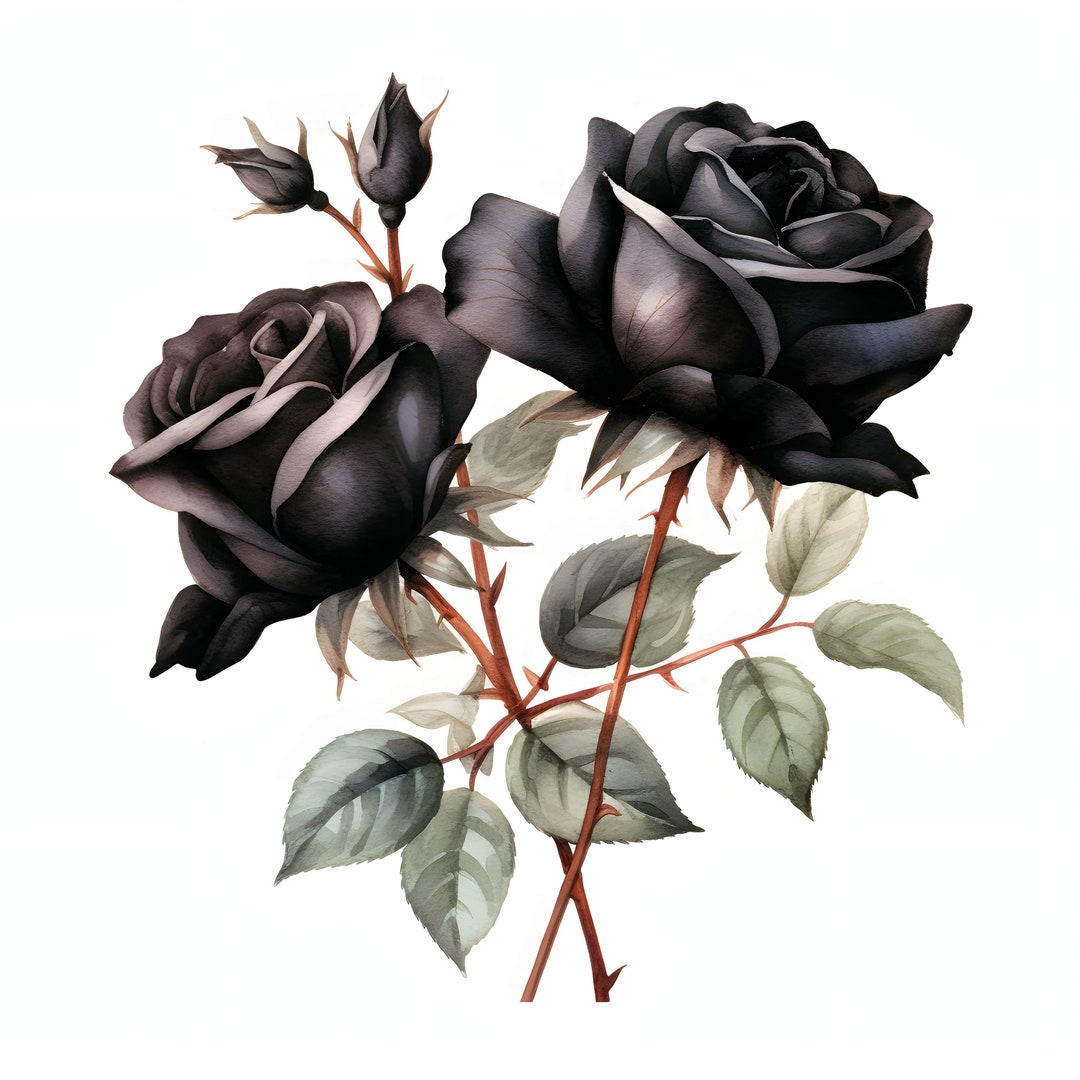 Watercolor Black Rose Sticker Car Sticker & Wall Decal Weatherproof Uv ...
