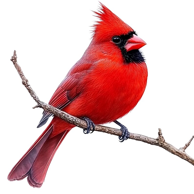 5X Cardinal Sticker Red Bird Car Sticker Winter Decoration Nature Vinyl ...