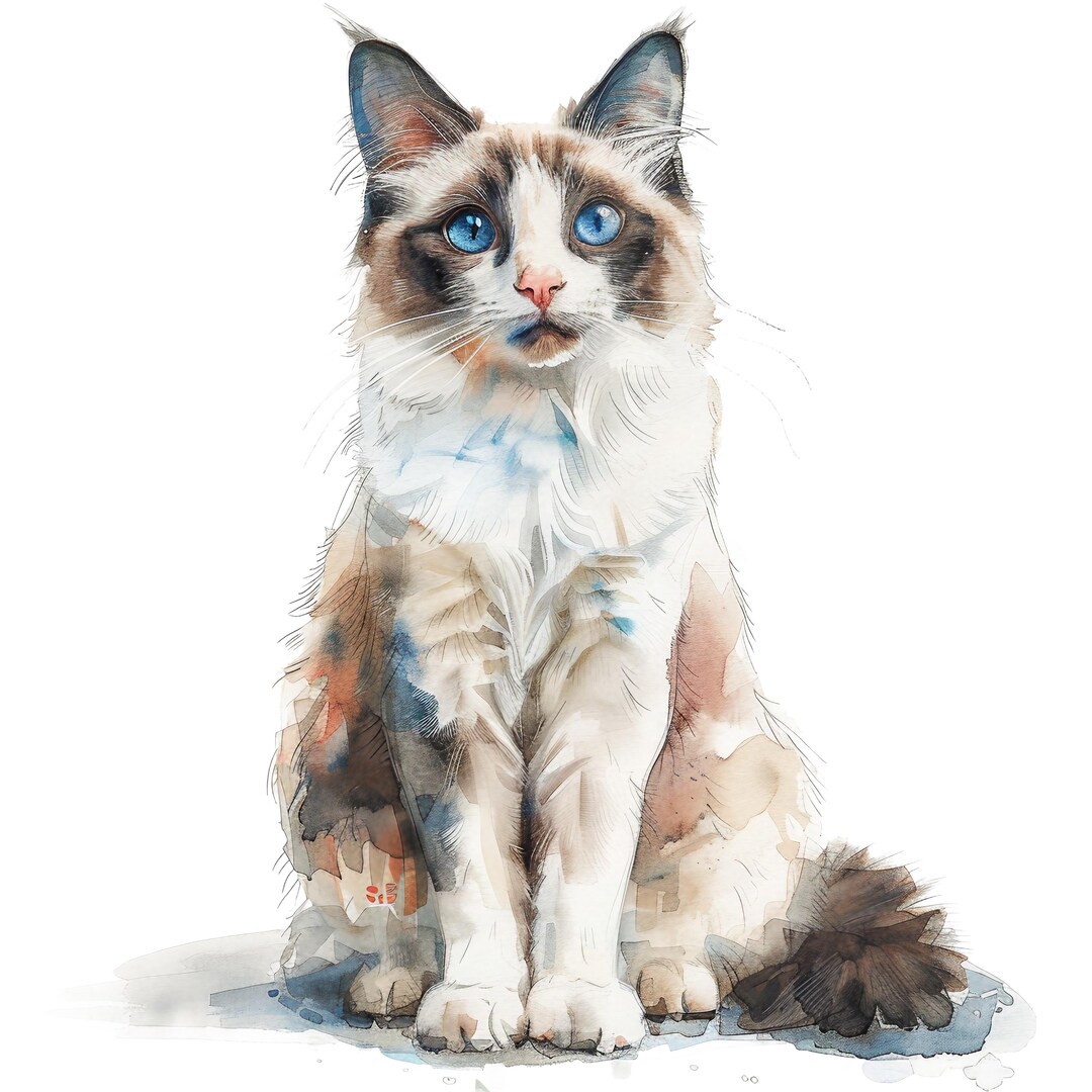 5x Ragdoll Cat Sticker Set (5 Pieces): Blue Eyes Car Stickers, Fluffy ...