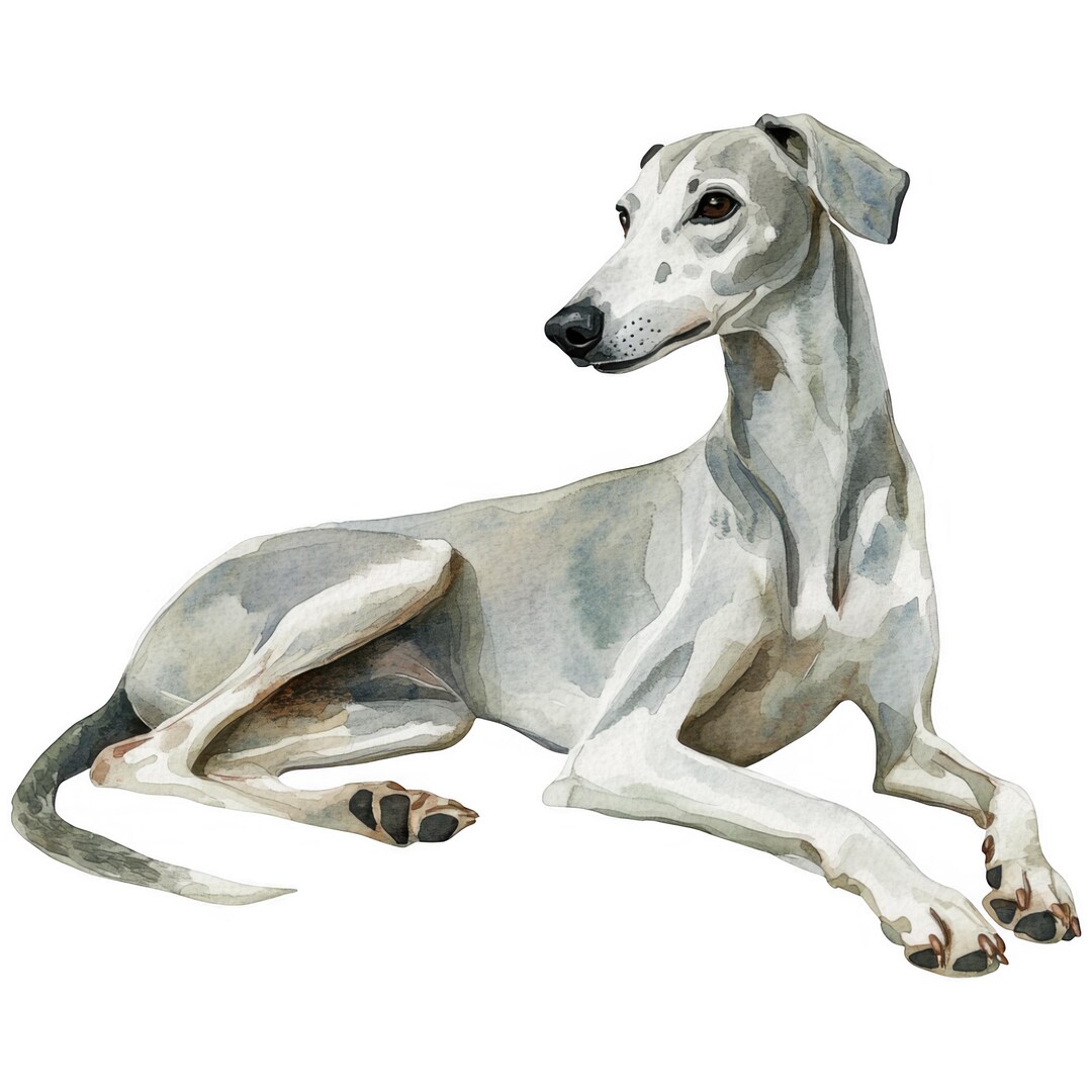 5X Greyhound Sticker Set, 5 Pieces, Watercolor Greyhound Car Stickers ...