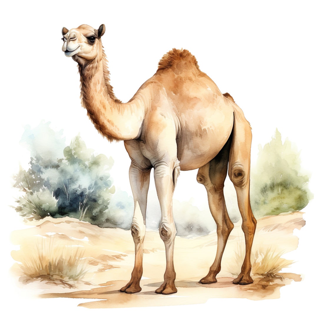 Camel Sticker Watercolor Sticker With Desert Motif Wall Sticker Car ...